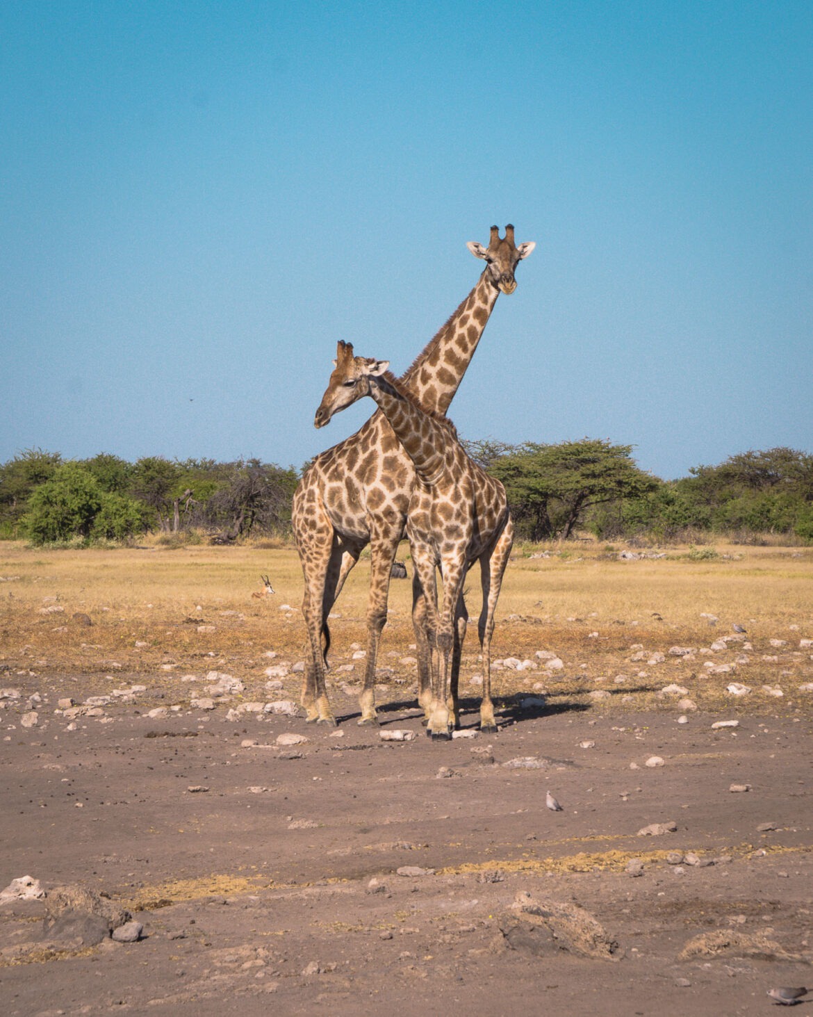 Namibie : nos incontournables pour un road-trip de 15 jours | Dear Planet